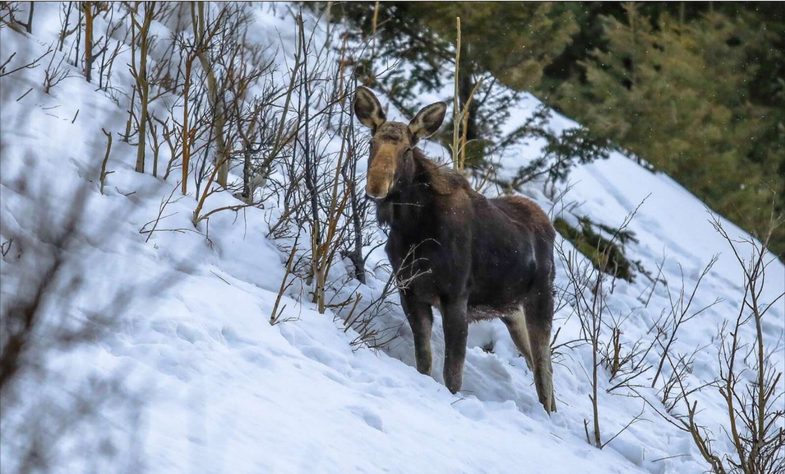 ‘Very aggressive moose’ closes ski run at Beaver Creek | SteamboatToday.com